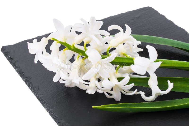 Single Cut Flower of White Hyacinth Stock Photo - Image of ...