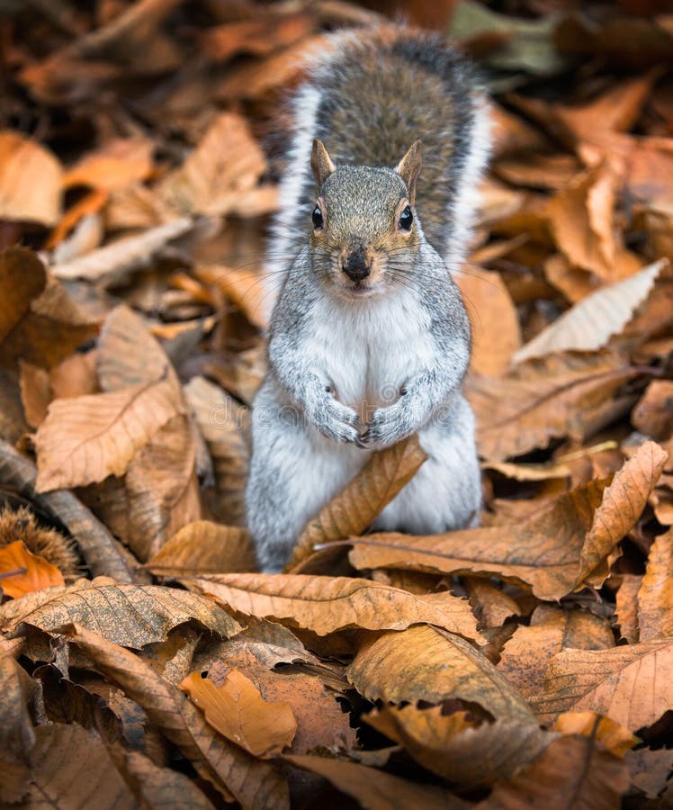 Single Cute Grey Squirrel in a Bed of Fallen Leaves Stock Photo - Image ...