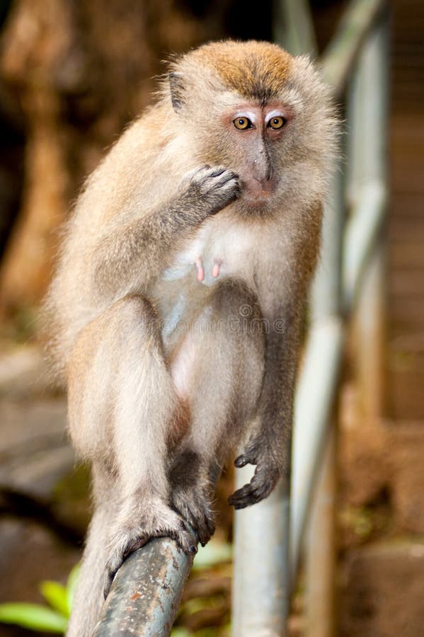 Single Cute Monkey on a Malaysian Island Stock Photo - Image of ...