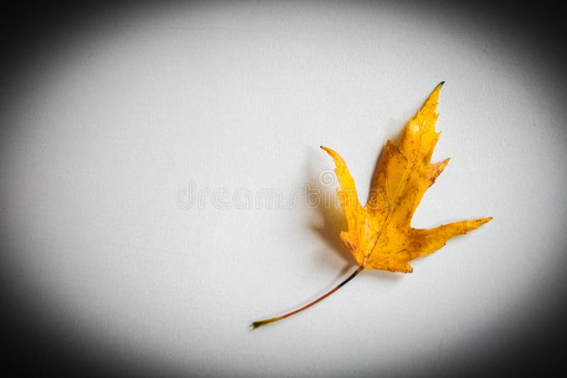 A Single Cute Yellow Autumn Maple Leaf Isolated on a White Background ...