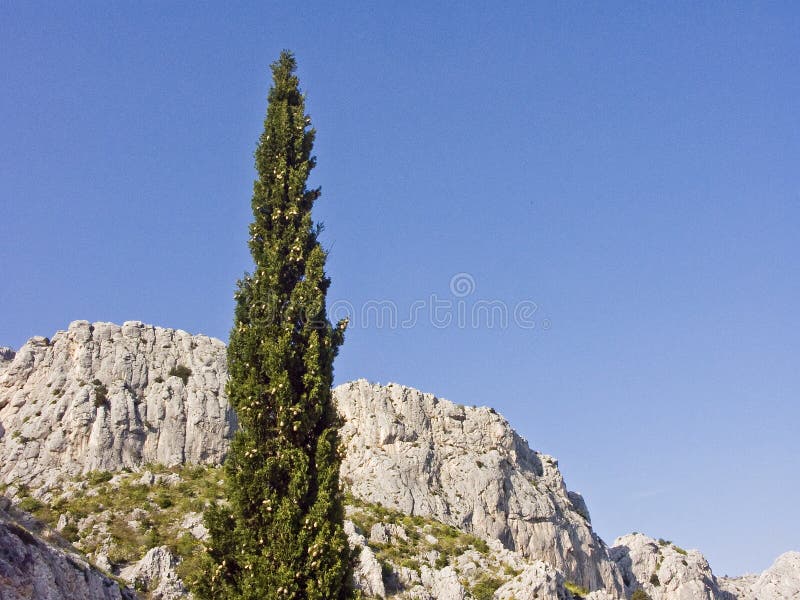 Single Cypress tree stock photo. Image of white, branch - 35465376