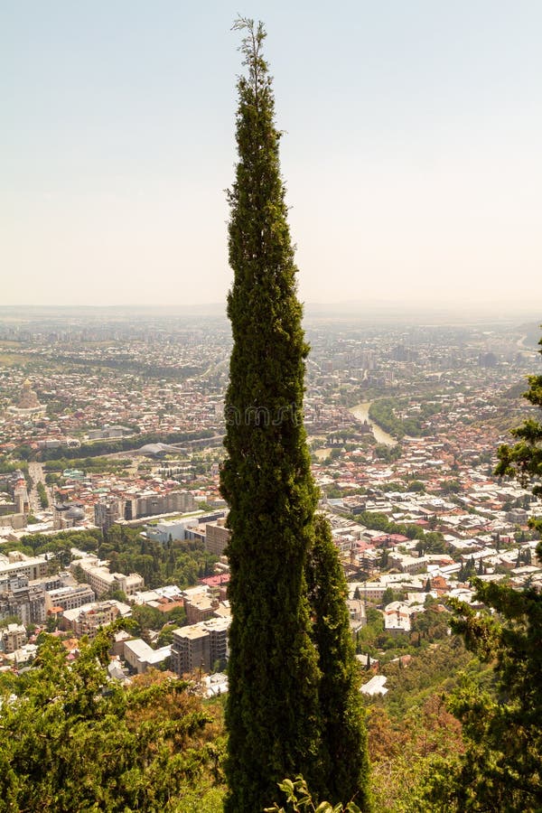 Single Cypress Tree Against the Background of the Central Districts of ...