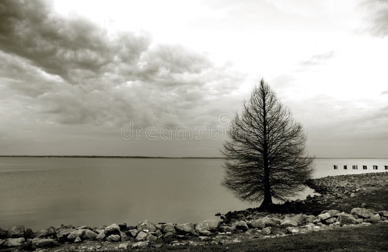 Single Cypress tree stock photo. Image of white, branch - 35465376