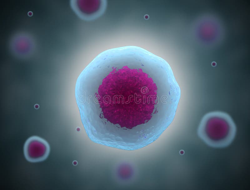 Nucleolus, Nucleus, 3d Stem Cell. Stock Illustration - Illustration of ...