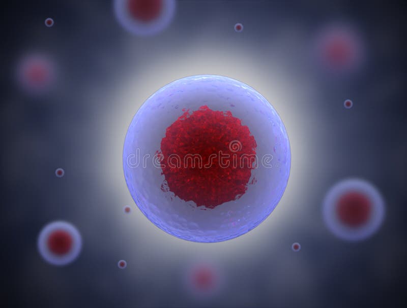 Nucleolus, Nucleus, 3d Stem Cell. Stock Illustration - Illustration of ...
