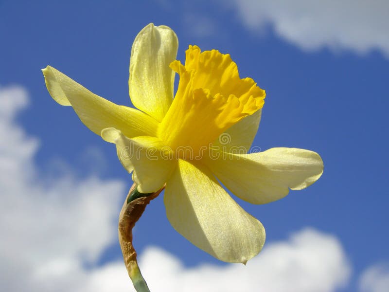 Single daffodil stock photo. Image of outdoor, green - 14741926