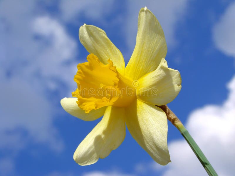 Single daffodil stock image. Image of petals, bright - 18015525
