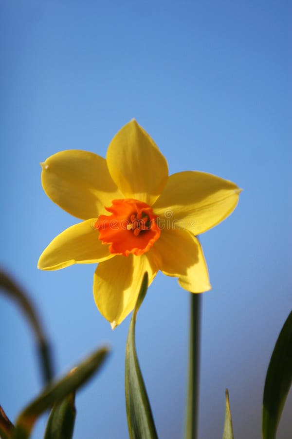 Single daffodil stock photo. Image of color, plant, growing - 814684