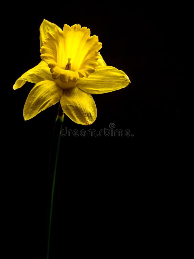 Single Daffodil on a Black Background Stock Image - Image of blooming ...