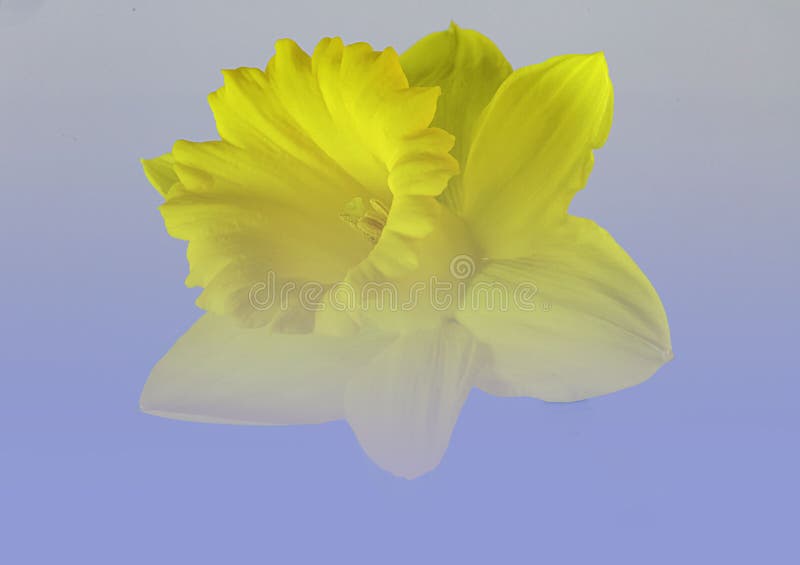 A single Daffodil stock image. Image of stamen, hope - 276862987