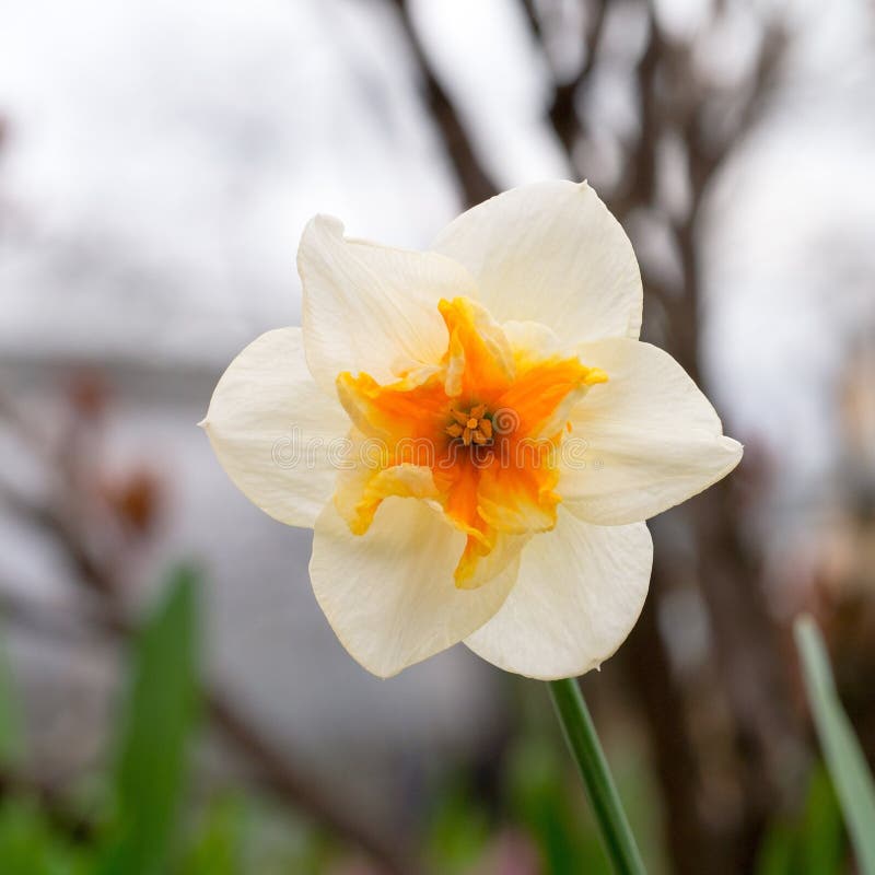 Single daffodil stock photo. Image of garden, blooming - 70360318