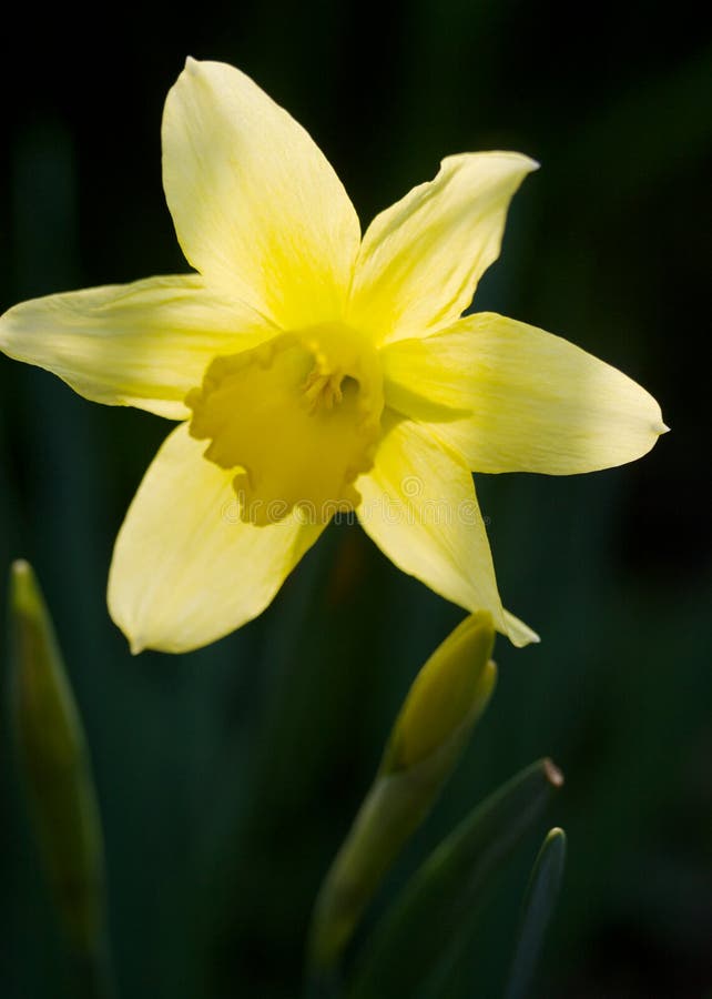 Single daffodil stock photo. Image of sunny, spring, pretty - 50234686