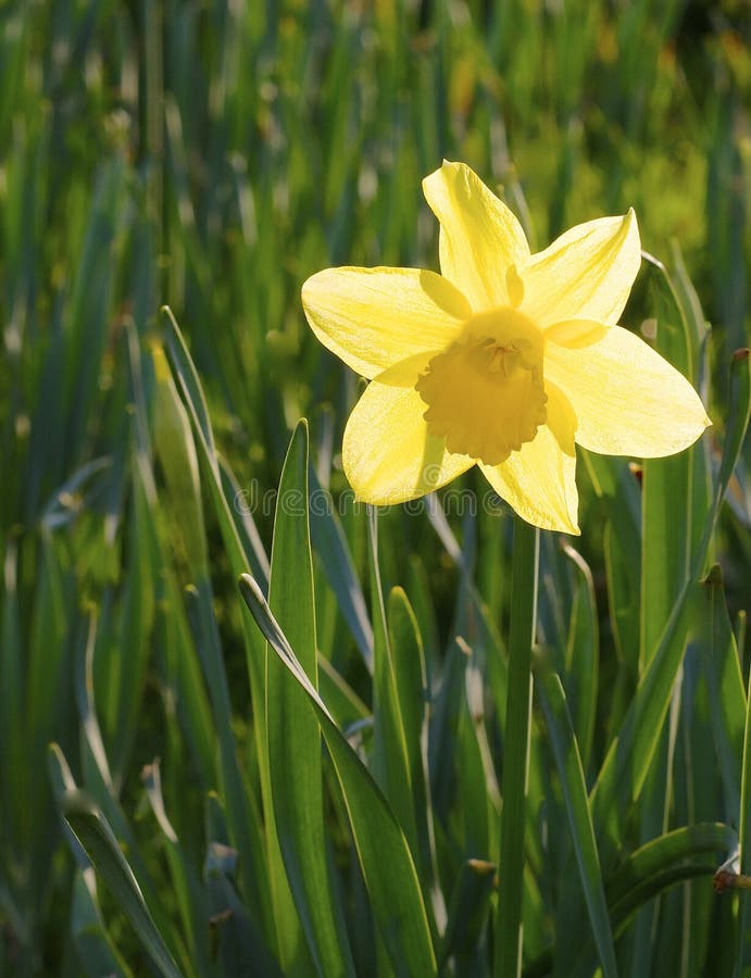 A Single Daffodil in a Field. Stock Image - Image of background, bunch ...