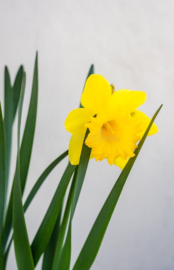 Single daffodil flower stock photo. Image of single - 246485392