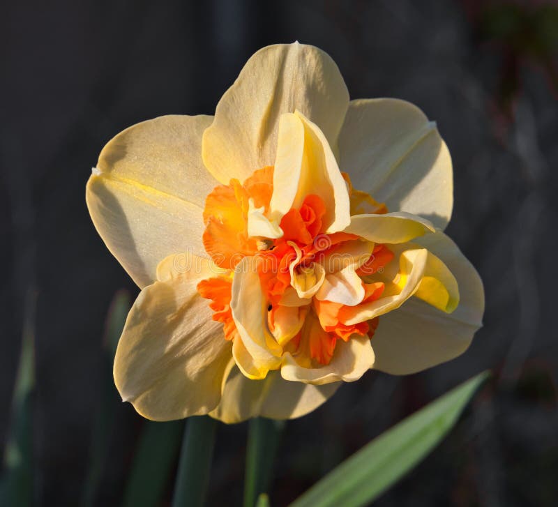 Single Daffodil Flower Isolated from the Background Stock Photo - Image ...