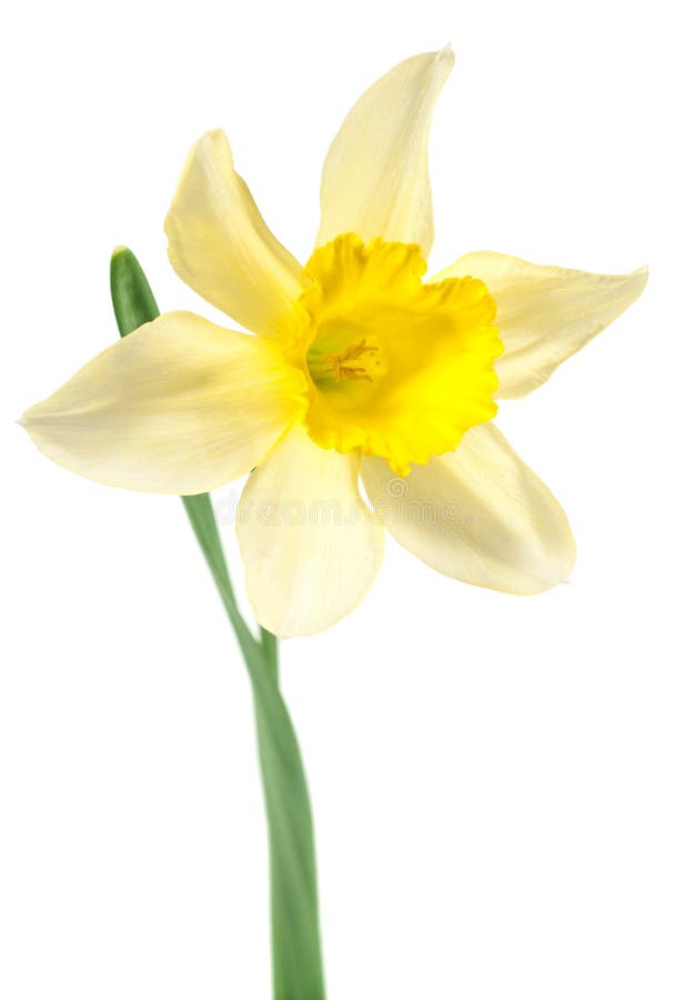 Single daffodil stock image. Image of season, stalk, daffodil - 30537747