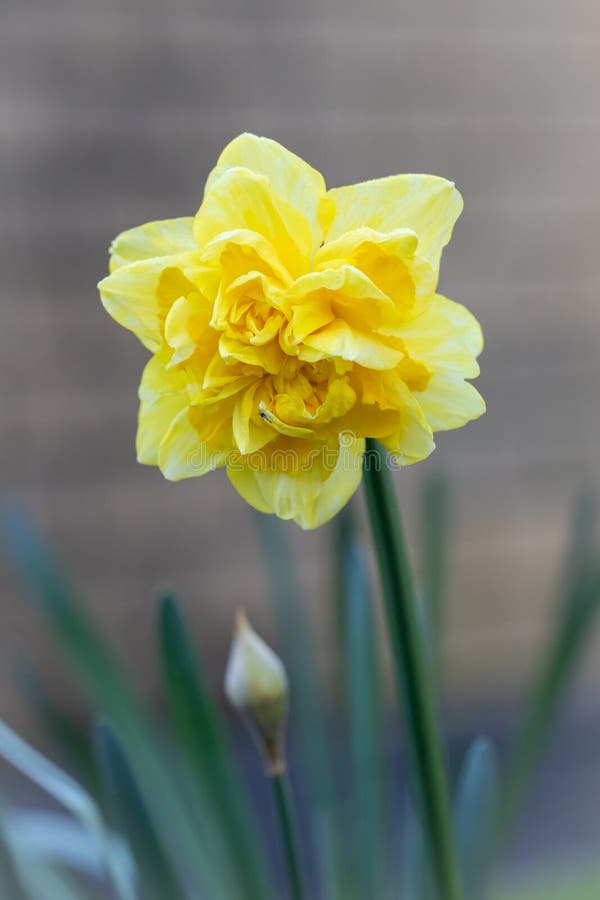 Single Daffodil isolated stock image. Image of single - 193174971