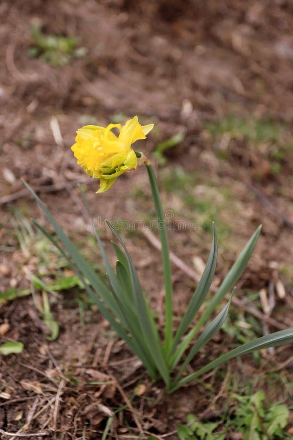 Single Daffodil in Nature. Spring Flower Daffodil Stock Image - Image ...