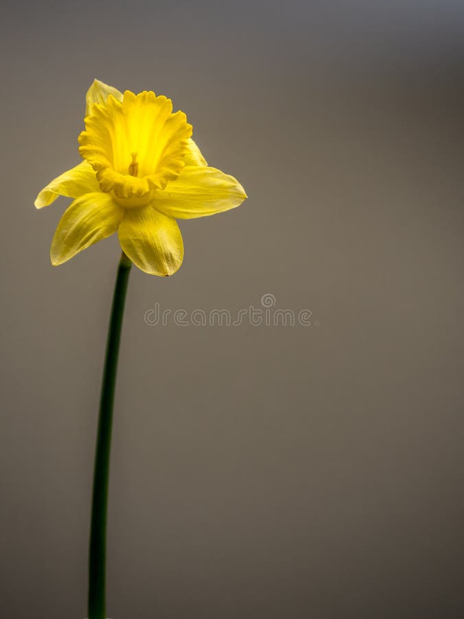 Blooming Daffodil Portrait stock photo. Image of flora - 86615650