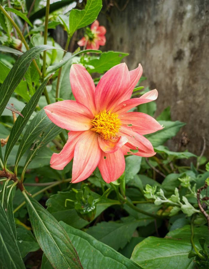 Single Dahlia Full Bloom Flower Plants Stock Photo - Image of bloom ...
