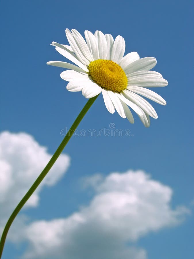 Single daisy stock image. Image of garden, blue, summer - 11048809