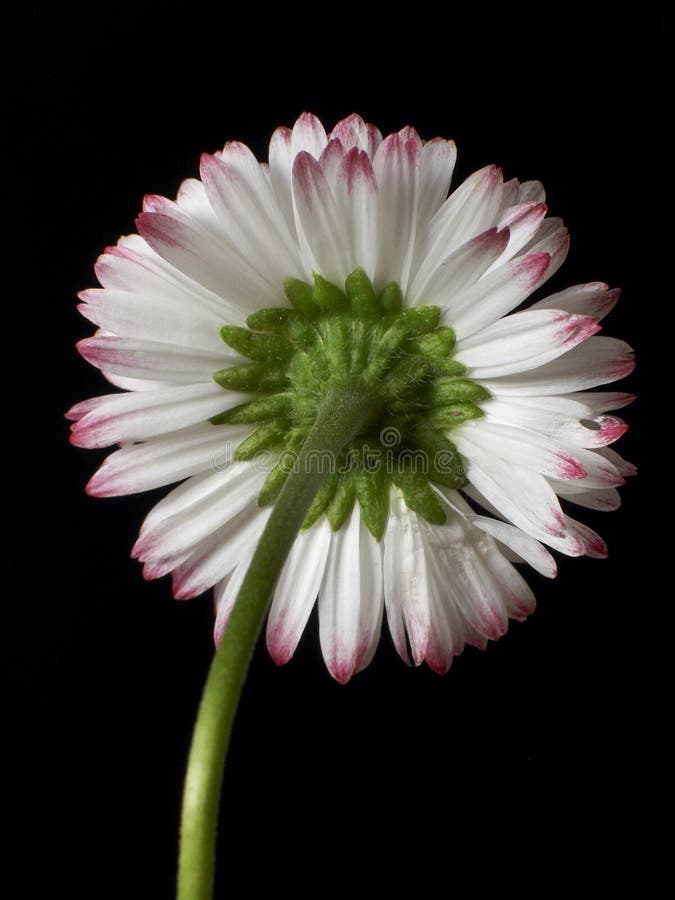 Single Daisy 2 Picture. Image: 313713