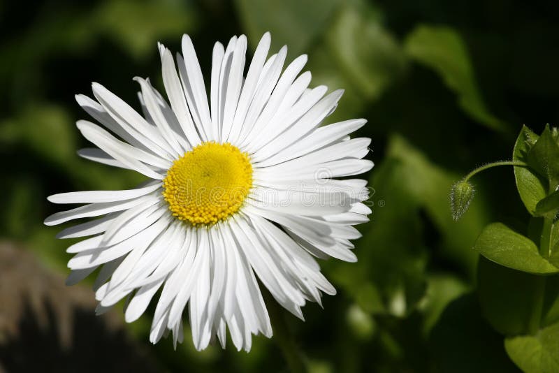 Single daisy stock image. Image of nature, daisy, spring - 2261649