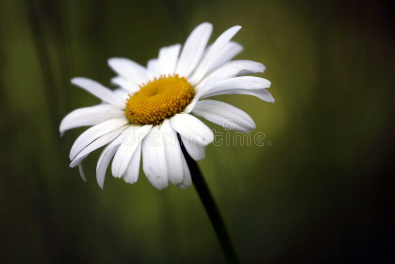 7,901 Single White Daisy Stem Stock Photos - Free & Royalty-Free Stock ...