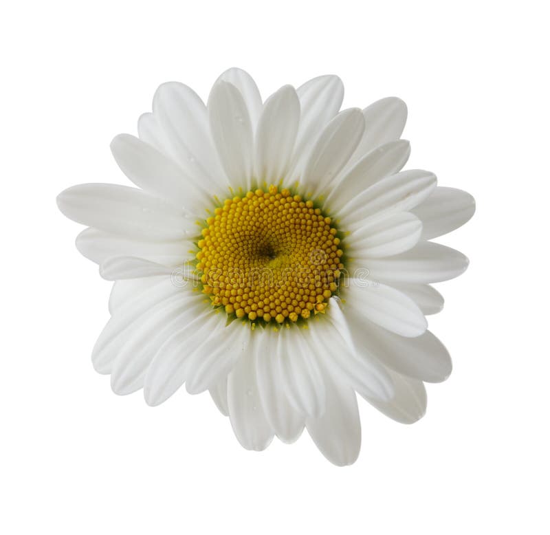 A Single Daisy Snug in the Grass Stock Image - Image of details, daisy ...