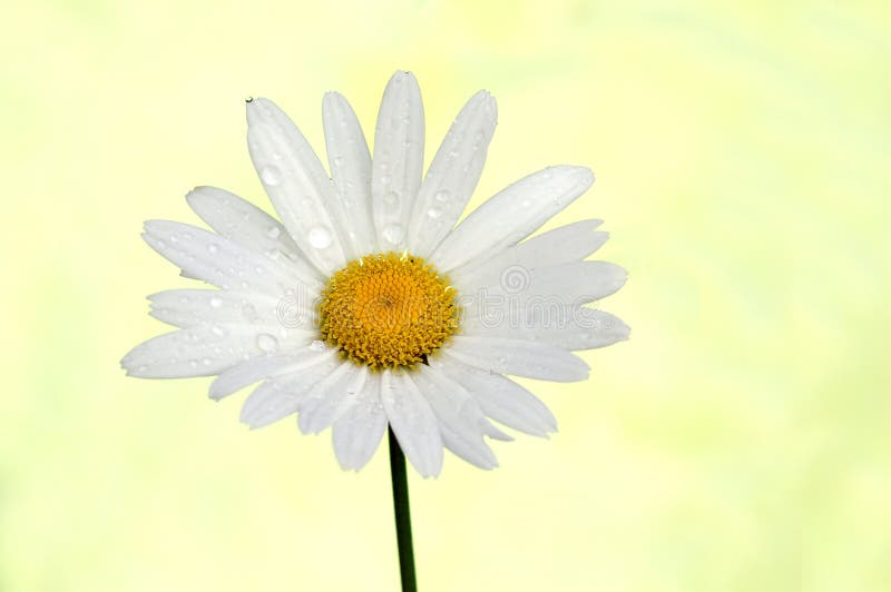 Single Daisy Picture. Image: 6036825