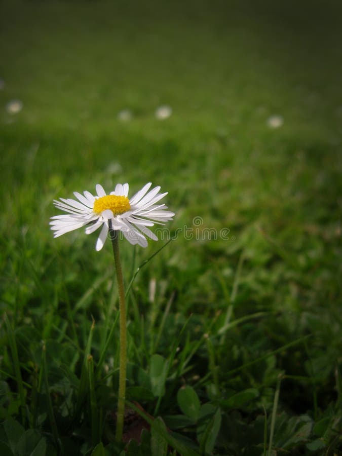 A Single Daisy Snug in the Grass Stock Image - Image of details, daisy ...