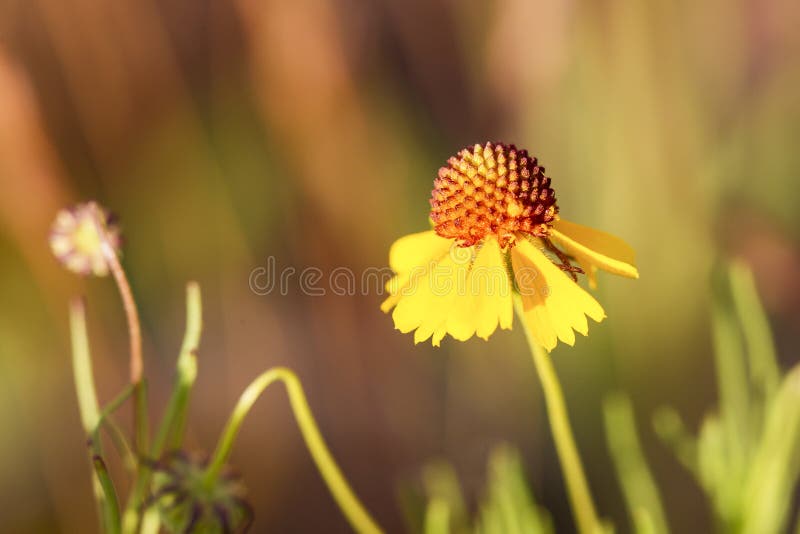 A Single Daisy Snug in the Grass Stock Image - Image of details, daisy ...
