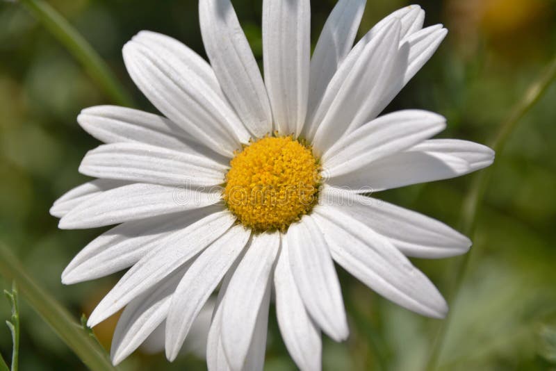 Single Daisy stock photo. Image of common, bellis, flower - 61408686