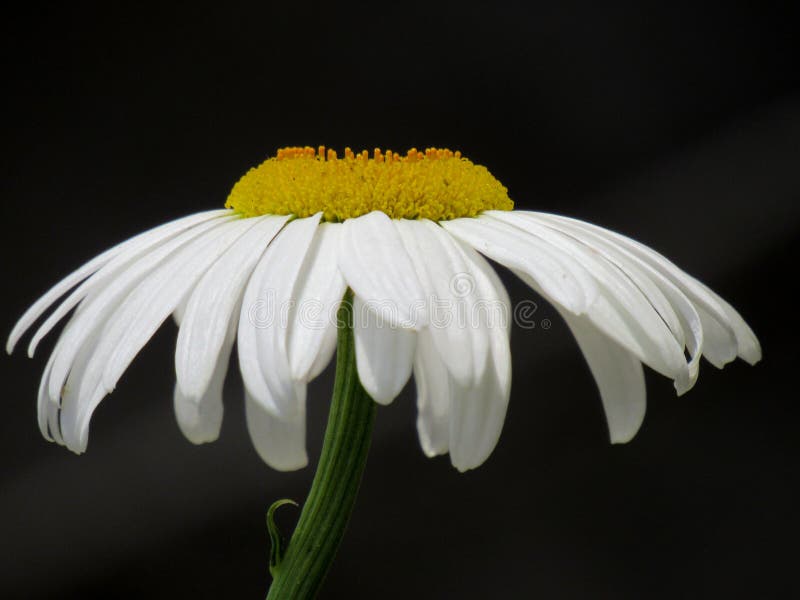 Single Daisy Close Up with a Dark Background Stock Photo - Image of ...