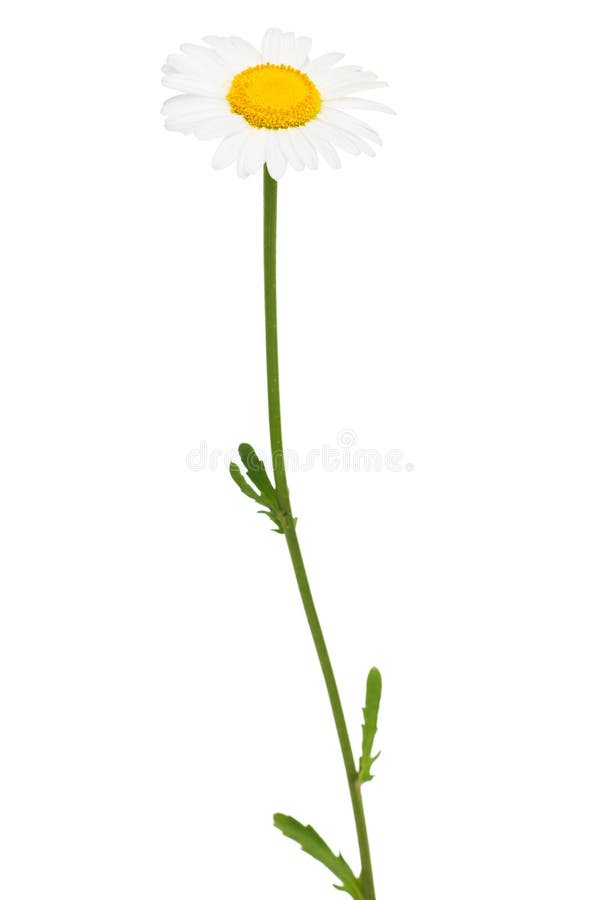 Daisy Single Line Drawing Stock Illustrations – 572 Daisy Single Line ...