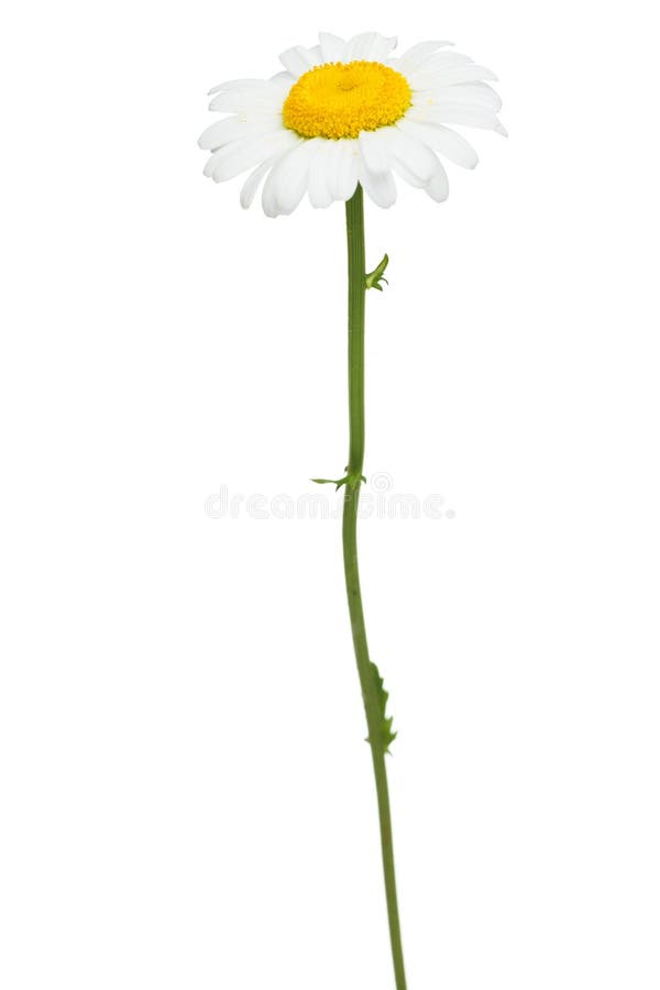 Daisy Single Line Drawing Stock Illustrations – 572 Daisy Single Line ...
