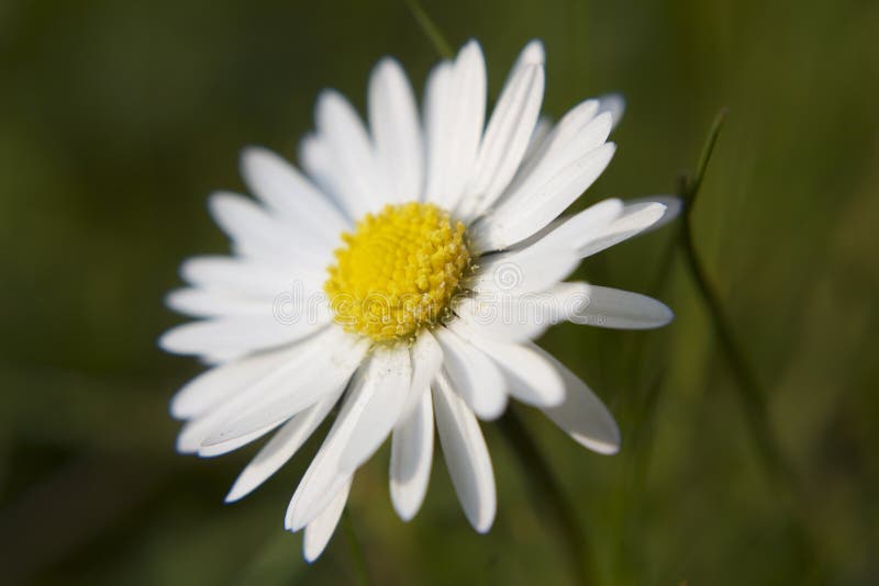 Single Daisy stock image. Image of centre, wildflower - 51482919