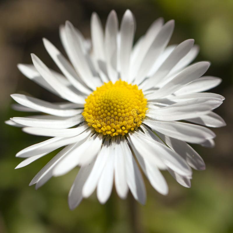 A Single Daisy Snug in the Grass Stock Image - Image of details, daisy ...
