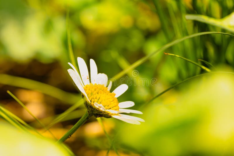 A Single Daisy Flower Blooms in a Lush Green Meadow Stock Image - Image ...