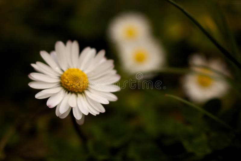 Single Daisy Flower Closeup Stock Image - Image of flower, single ...