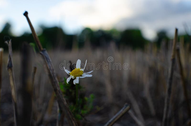Single Daisy Flower in a Field Stock Photo - Image of petal, flower ...