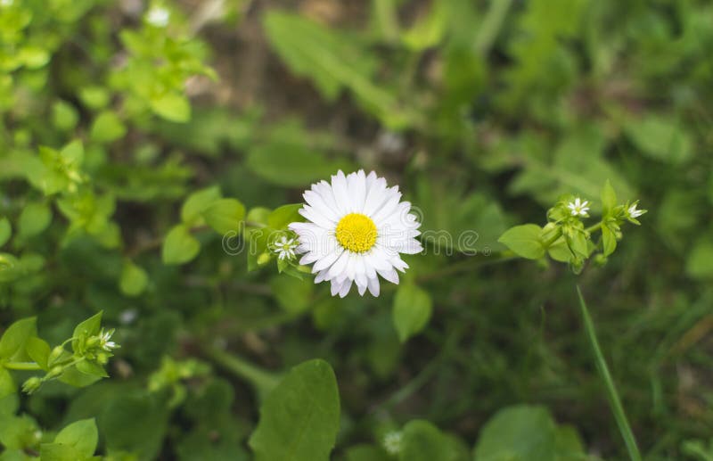 Single Daisy Flower on Grass Field on Sunny Spring Day Stock Image ...