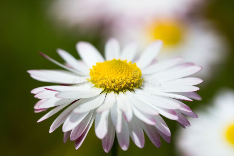 Single daisy flower stock image. Image of daisy, nature - 53465375