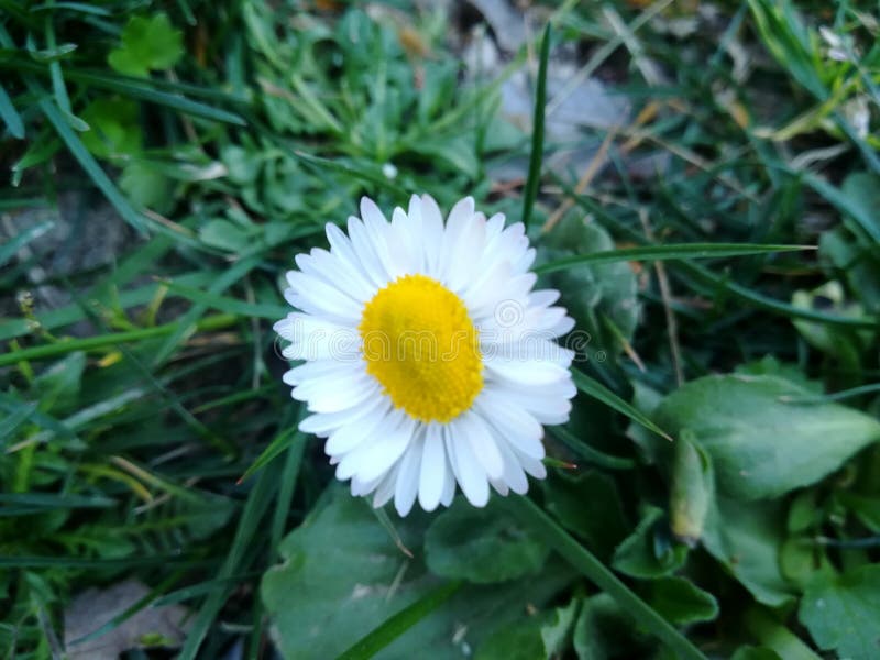 A daisy in spring day. stock photo. Image of flowers - 144041832