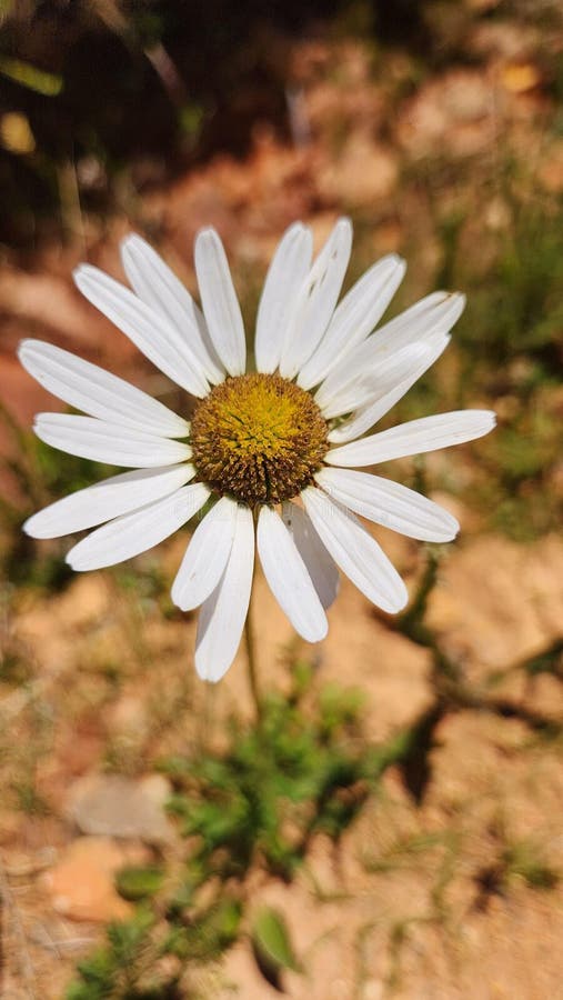 Single Daisy Flower Under the Light of a Sunny Day Stock Photo - Image ...