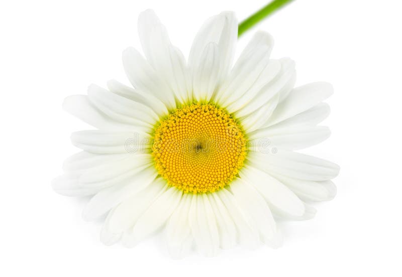 Single daisy flower stock photo. Image of head, camomile - 31500712