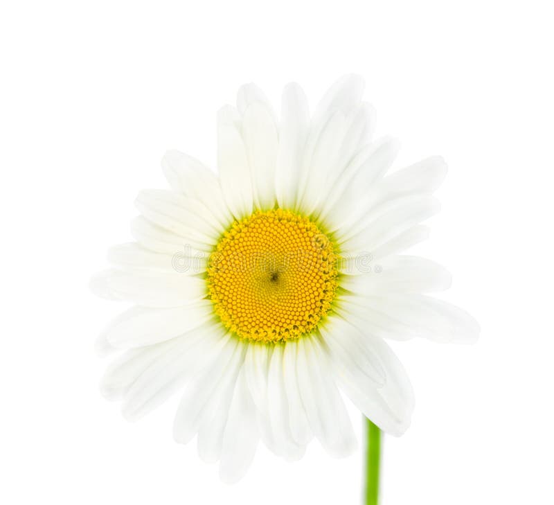 Single daisy flower stock photo. Image of head, camomile - 31500712