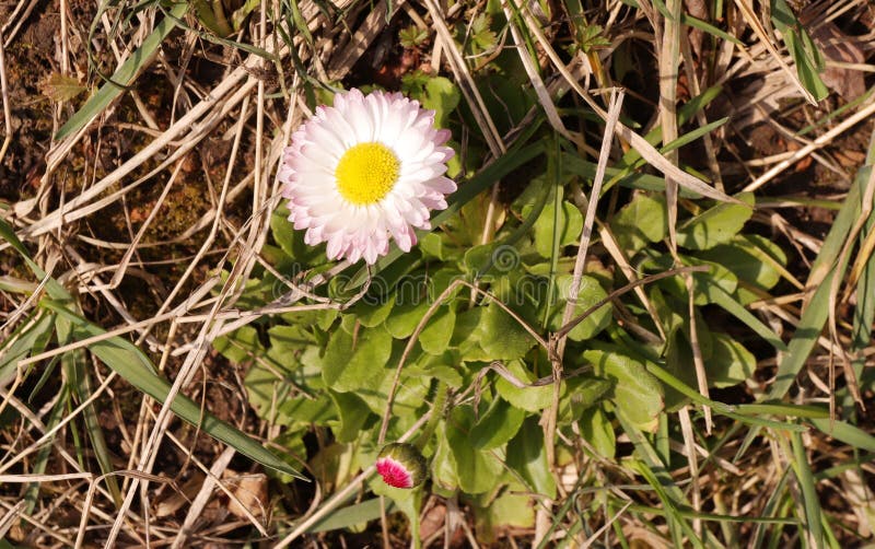 Single Daisy Flower in Nature Stock Photo - Image of spring, detail ...