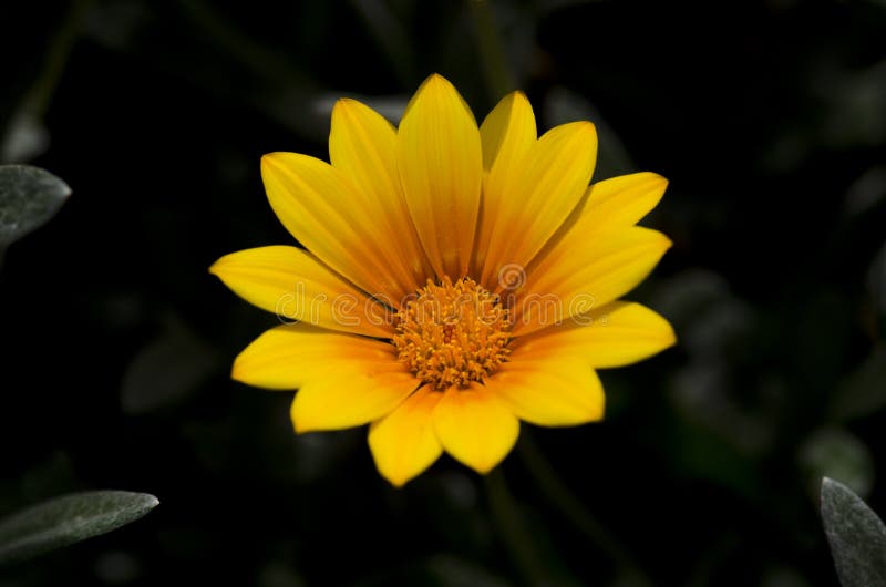 Single Daisy Flower stock photo. Image of nature, background - 90631346