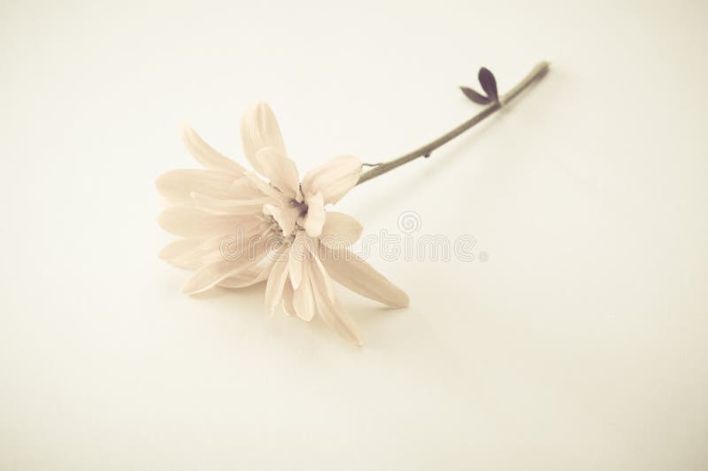 Single daisy flower stock photo. Image of blooming, fragrant - 65973674